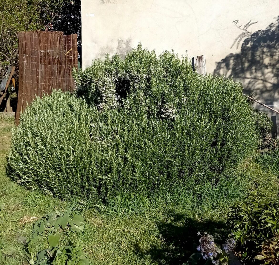 Le romarin en liberté – Les Naturiales – Le blog